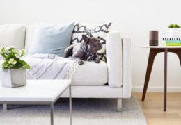 Ultimate Guide to Alexa and Amazon Echo | SafeWise