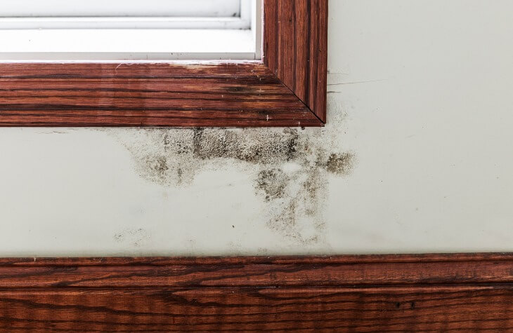 What to do if you find Toxic Black Mold | SafeWise.com