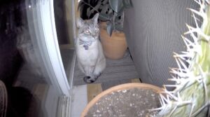 Arlo Pro 4 Spotlight Camera Review | SafeWise