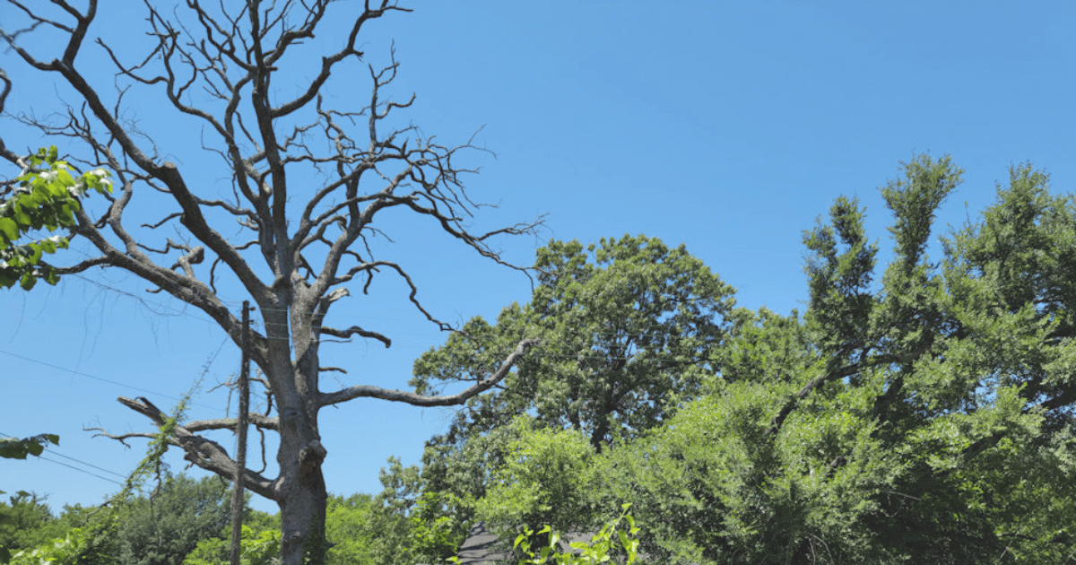 The Complete Backyard Safety Checklist | SafeWise