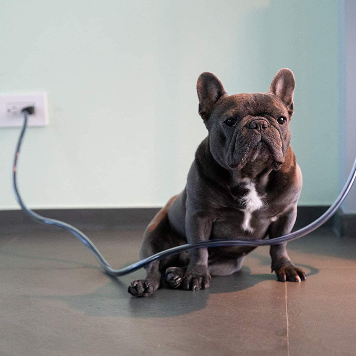 How to Puppy Proof Your Home, Inside and Out | SafeWise