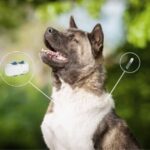 Microchip vs. GPS: Which is Better for Finding a Lost Pet? | SafeWise