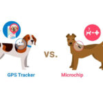 Microchip vs. GPS: Which is Better for Finding a Lost Pet? | SafeWise
