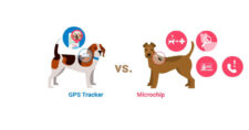 Microchip vs. GPS: Which is Better for Finding a Lost Pet? | SafeWise