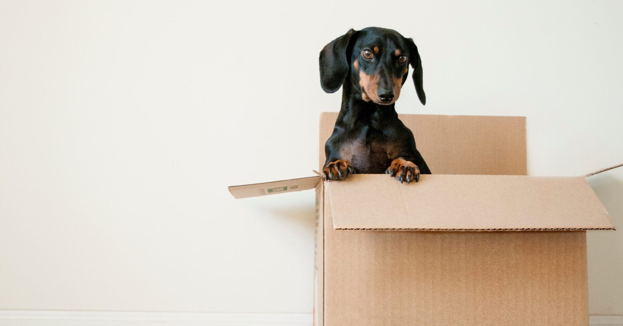 Tips for moving house with your pet | SafeWise Australia