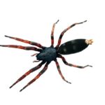 8 most common household spiders in Australia | SafeWise