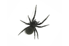 8 most common household spiders in Australia | SafeWise