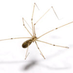 8 most common household spiders in Australia | SafeWise