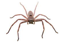 8 most common household spiders in Australia | SafeWise