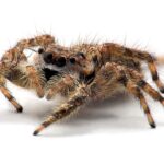 8 most common household spiders in Australia | SafeWise