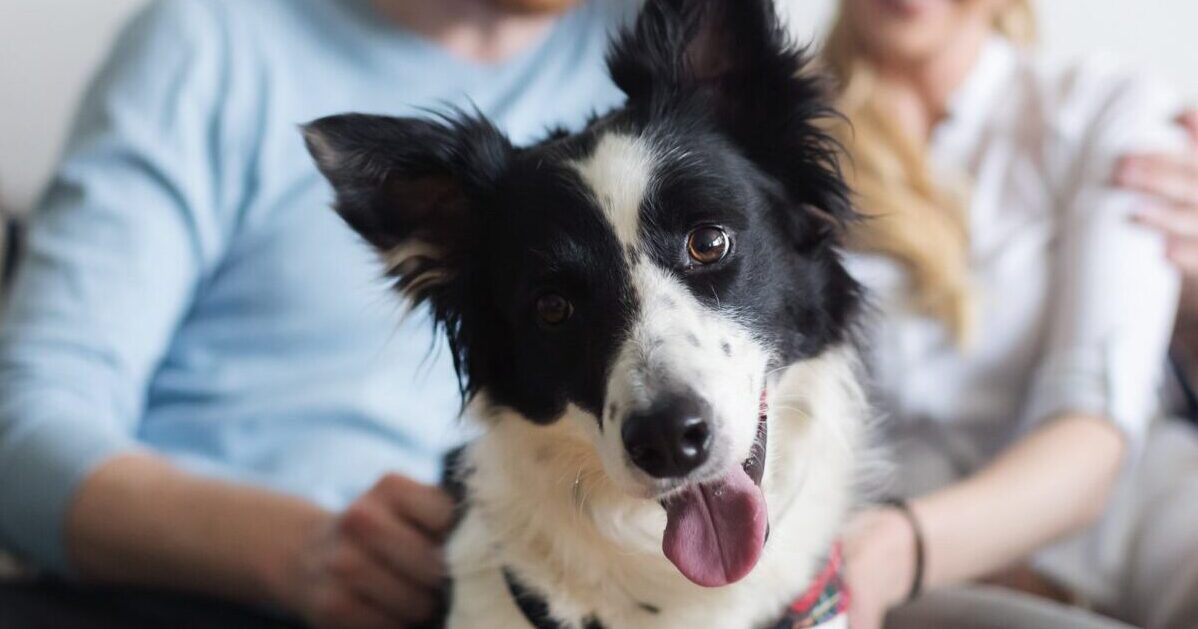 Top 11 common pet safety hazards in your home | SafeWise