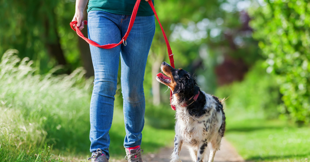 Best and safest dog leads in Australia | SafeWise