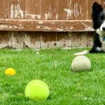 15 Ways to Keep Your Pet Safe | SafeWise