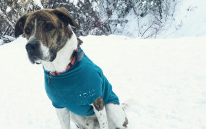 Findster Duo+ Review: Best Pet Finder? | SafeWise